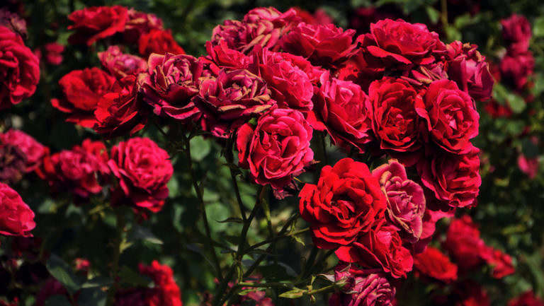 Flowers and Meanings Symbolism Across Cultures - cultura.in